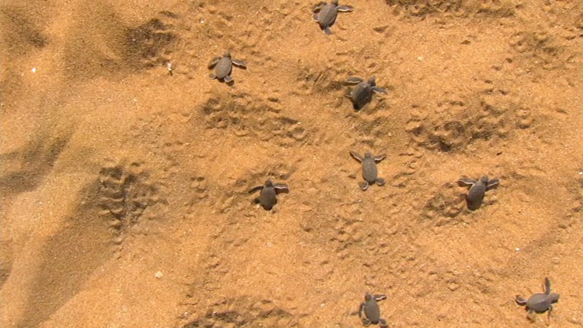 BBC One - Africa, The Future, Every turtle counts