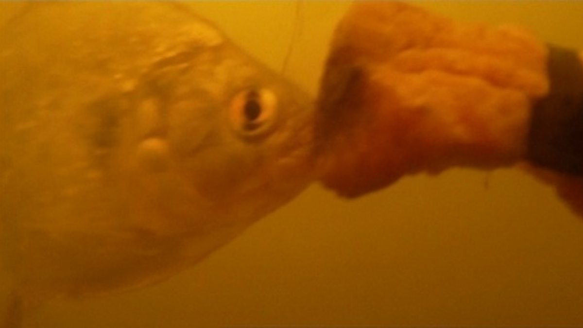 BBC Two - Natural World, 2012-2013, Giant Otters of the Amazon ...