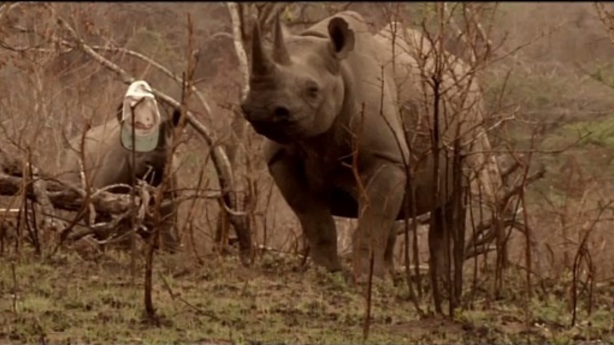 BBC Two - Natural World, 2012-2013, Flight of the Rhino, Attracting a ...
