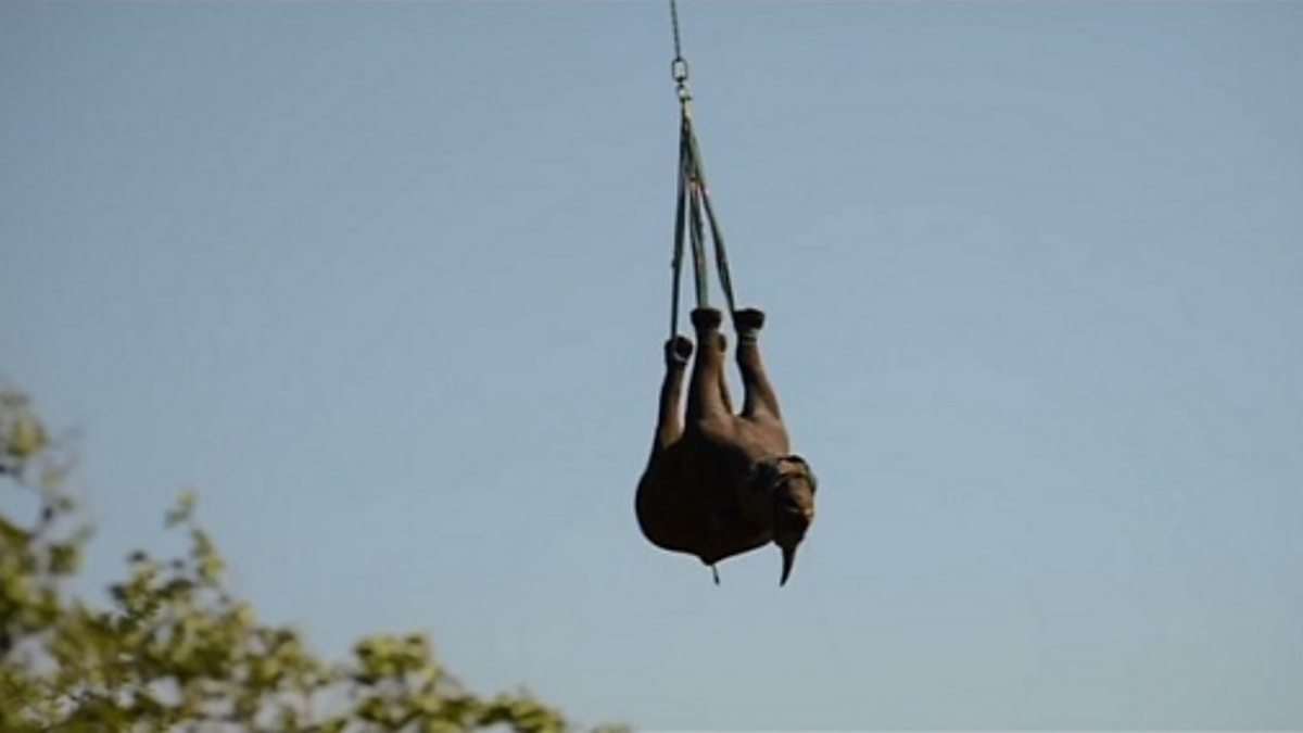 BBC Two - Natural World, 2012-2013, Flight of the Rhino, Flight of the ...