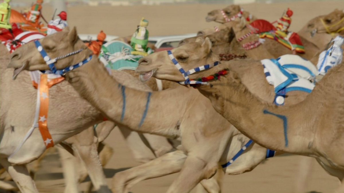 BBC Two - Wild Arabia, Shifting Sands, 21st century camel race