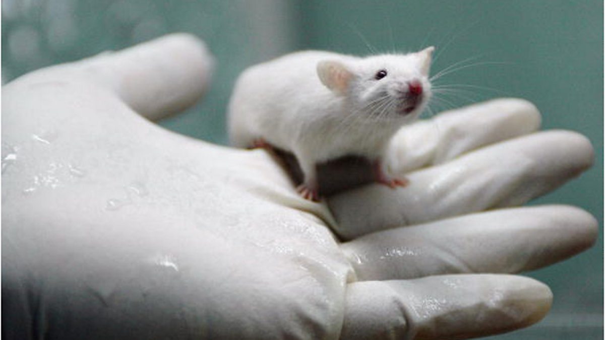 BBC World Service - Science In Action, Rats given sixth sense