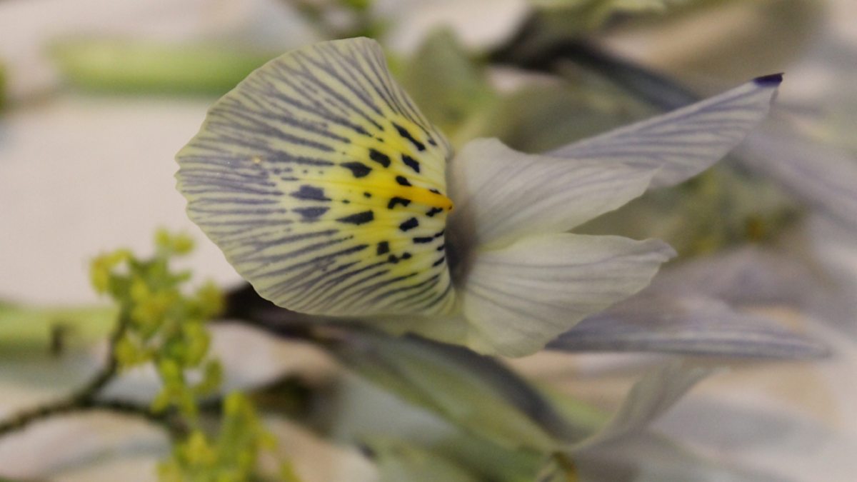 BBC Radio Ulster - Gardeners' Corner, 16/02/2013, The Belles of Belmont ...