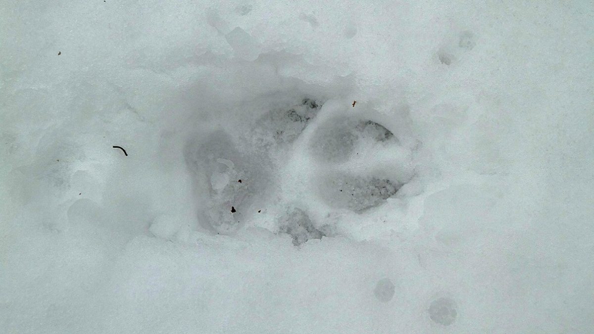 BBC Radio 4 - Living World, The Wolf Tracker, Wolf Tracking in Sweden ...