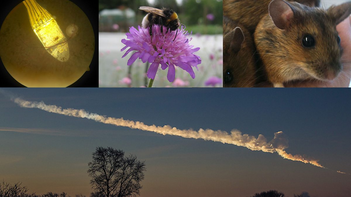 BBC World Service - Science In Action, Meteor strike “a one in 50 year ...