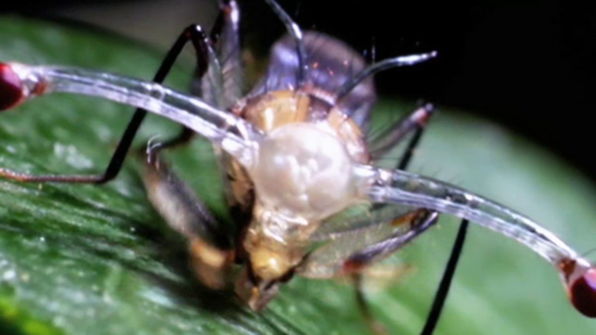 BBC Four - BBC Four Trailers, BBC Four - Alien Nation