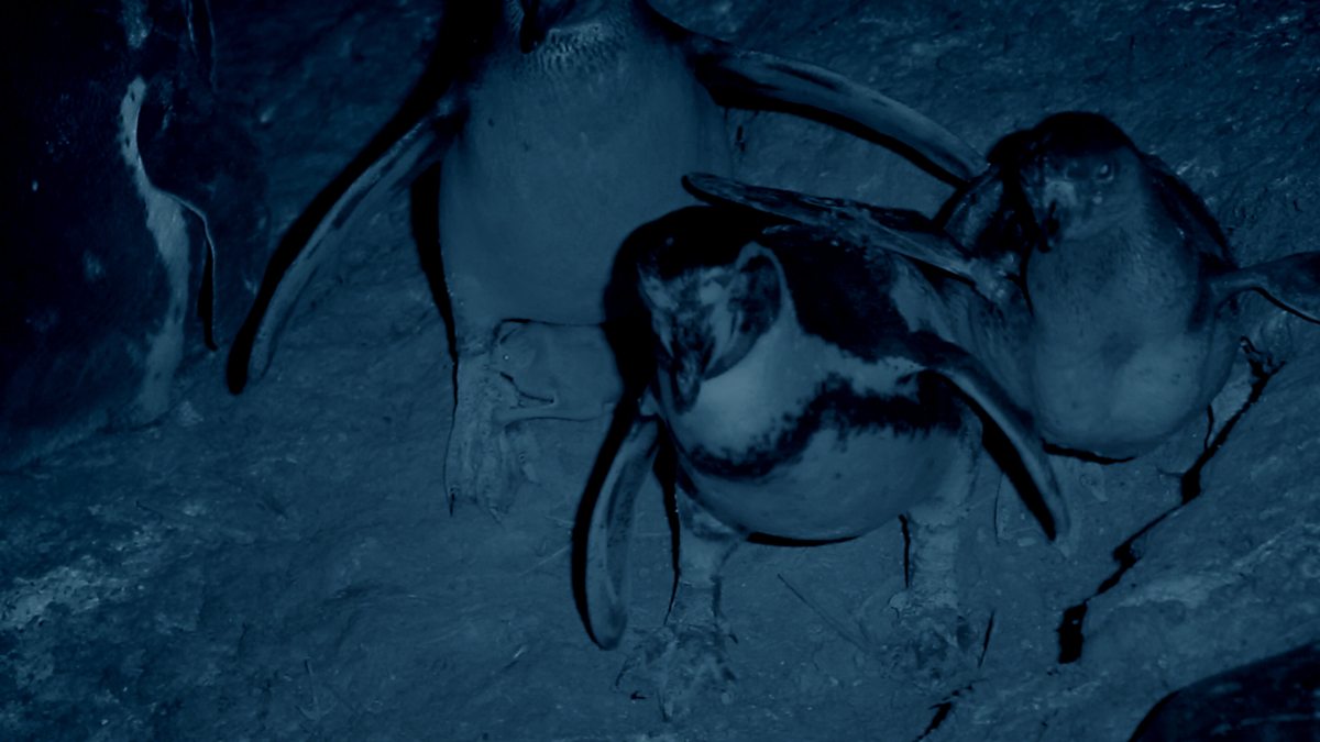 BBC One - Penguins - Spy in the Huddle, Growing Up, Vampire bats feed ...