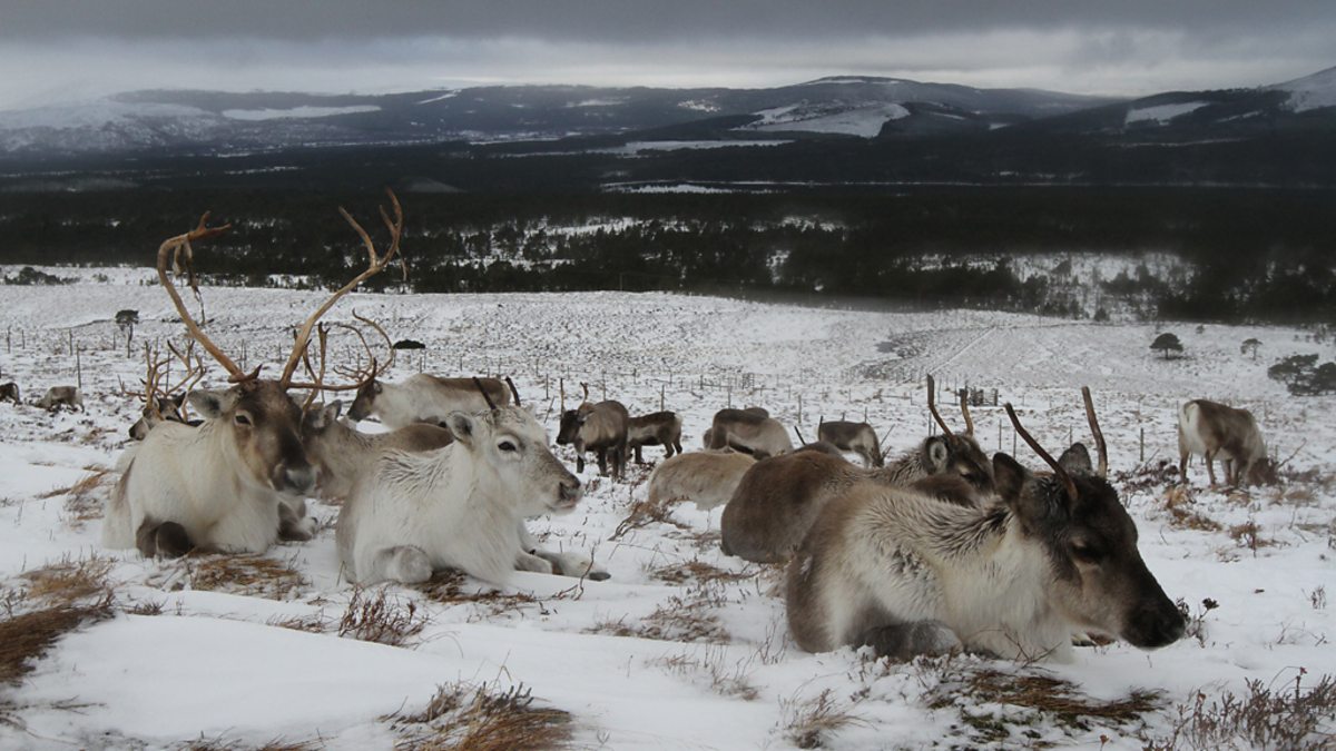 BBC Two - The Great British Winter, In Pictures: The Great British ...