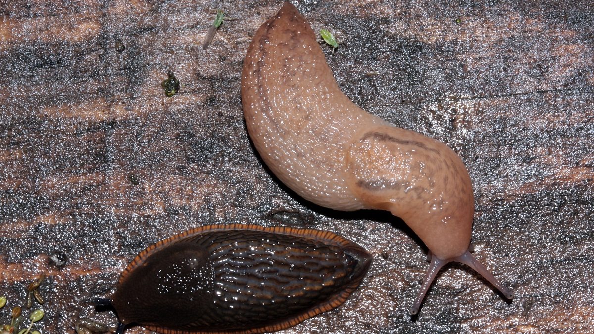 BBC Radio Norfolk - The Garden Party, Killer slugs and open gardens ...