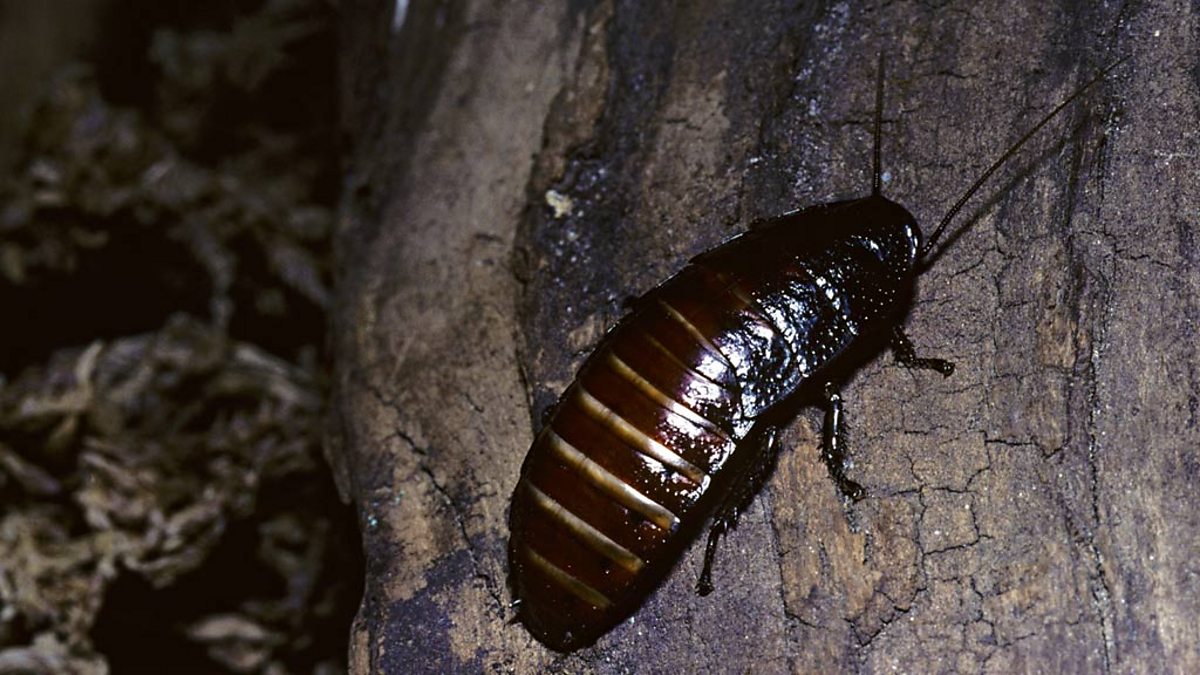 BBC Radio 4 Extra - The Etymology of Entomology, Get up close to a ...