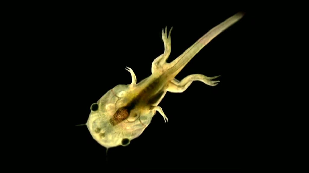 BBC Four - Metamorphosis: The Science of Change, Our fascination with ...