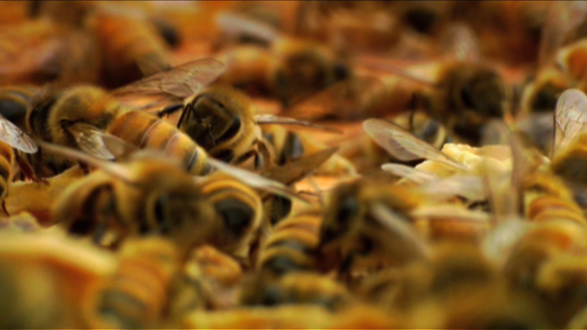 BBC Four - Insect Worlds, Them and Us, Collecting honey