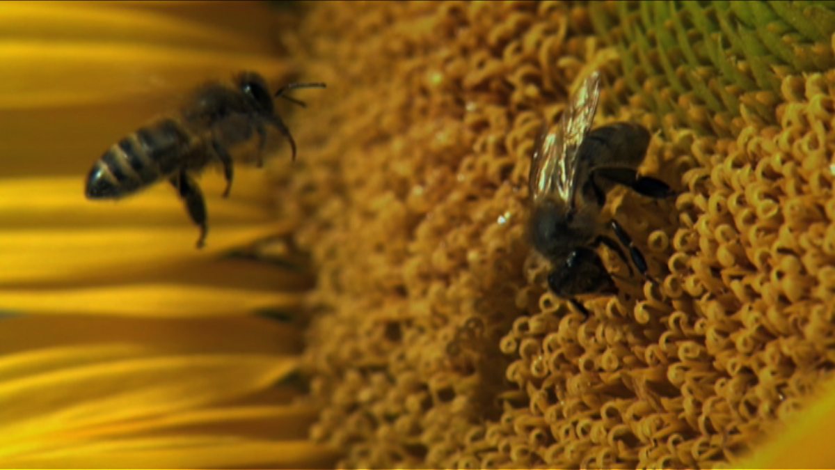 BBC Four - Insect Worlds, Making Worlds, An incredible relationship