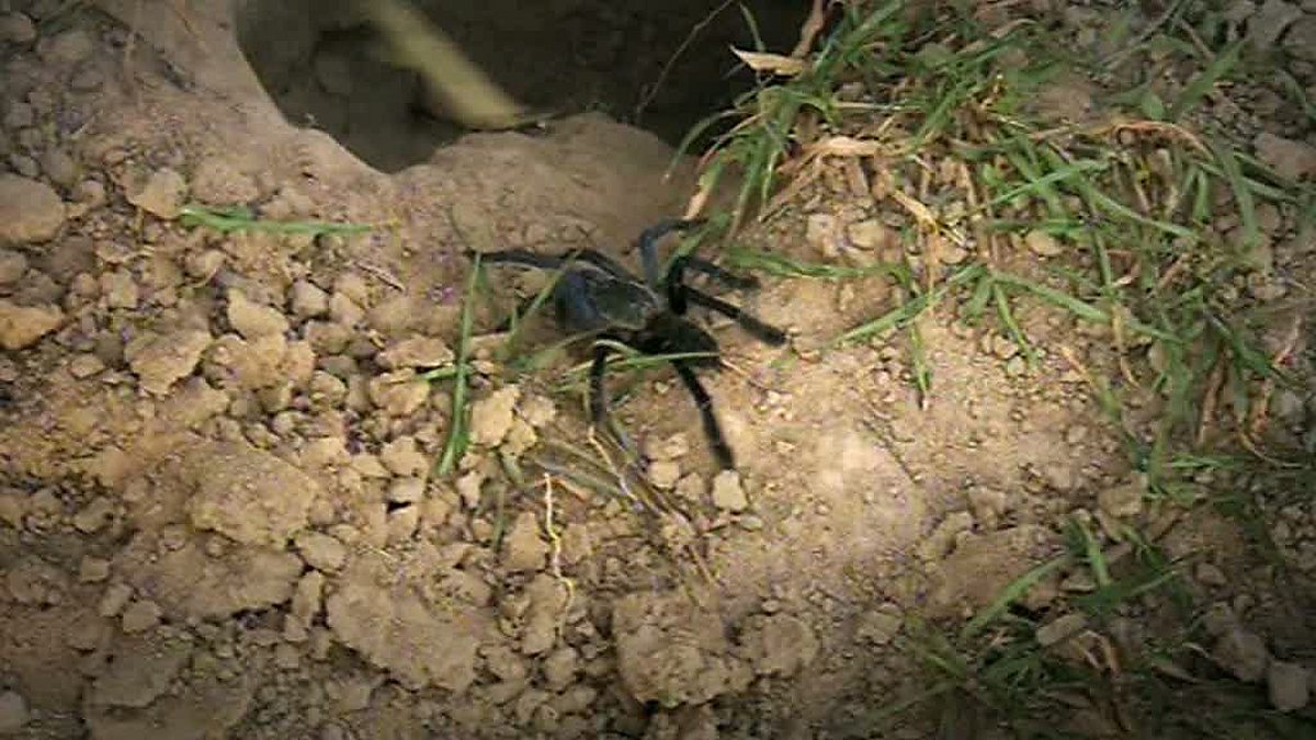 BBC Four - Can Eating Insects Save the World?, Tarantula hunting