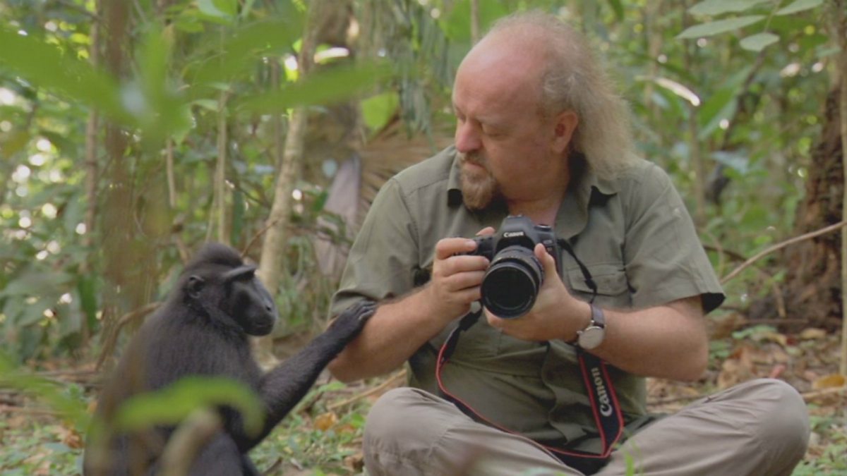 BBC Two - Bill Bailey's Jungle Hero, Wallace in the Spice Islands ...