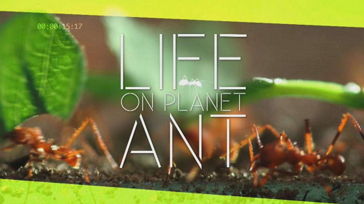 BBC Two - Life on Planet Ant - Learning Zone, Life on Planet Ant - Intro