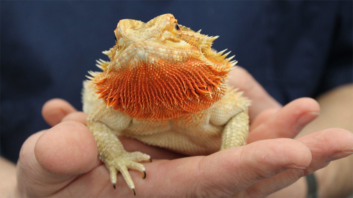 BBC Radio Ulster - The Pet Set, Episode 4, How To Care For A Dragon