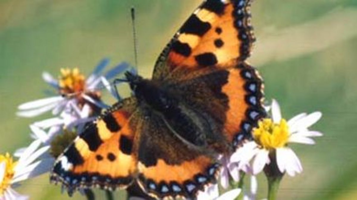 CBeebies - Boogie Beebies, Butterfly Fly