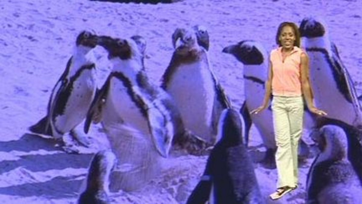 CBeebies - Boogie Beebies, Penguin Bop