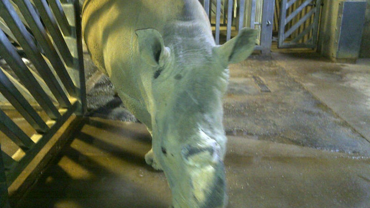 BBC Radio 4 - Costing the Earth, CSI Rhino, Tom Heap with Otto the ...