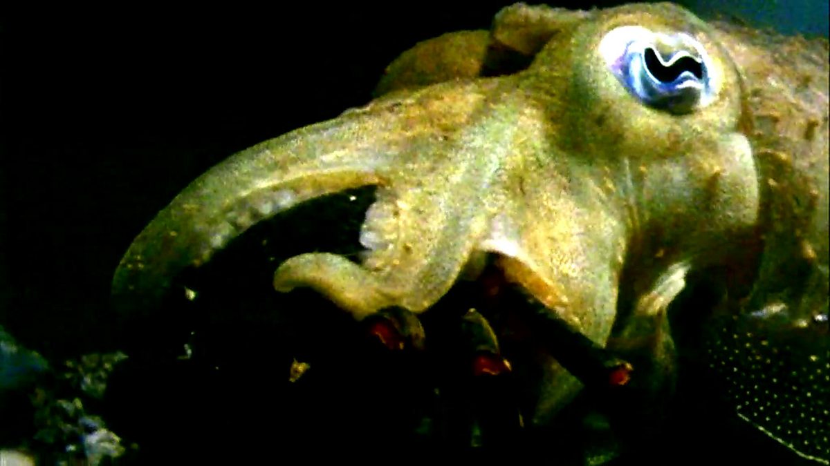 BBC Four - The Secret Life of Rockpools, The cuttlefish - the most ...