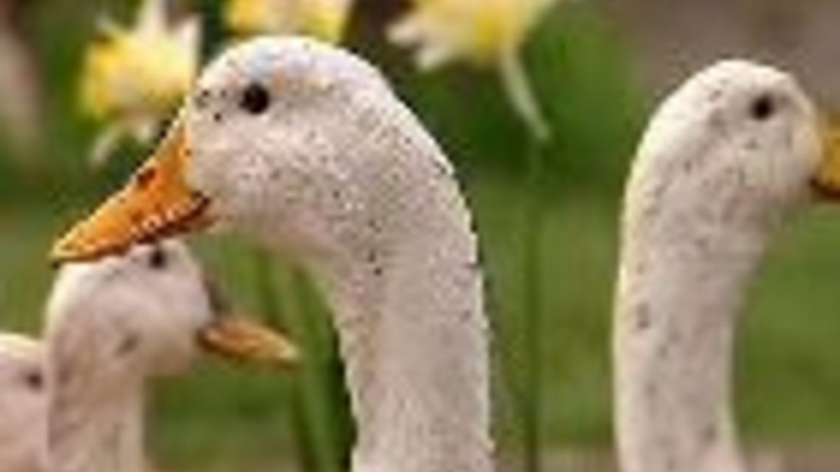 CBeebies - Big Barn Farm, Muddy Ducks