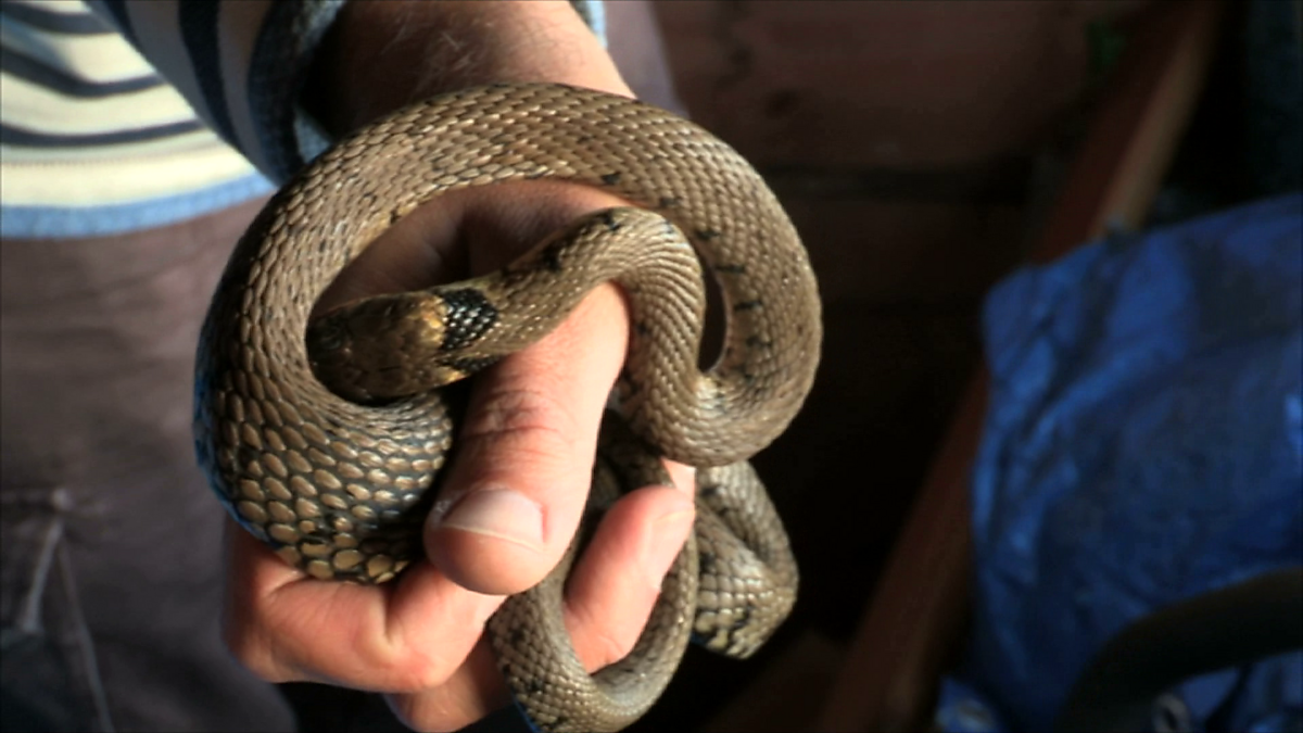 BBC One - Rhys Jones's Wildlife Patrol, Series 1, Episode 3, Dr Rhys ...