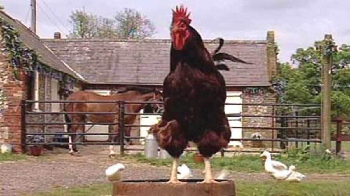 CBeebies - Big Barn Farm, Football Match