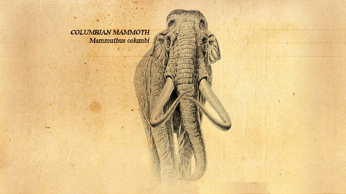 BBC Two - Columbian mammoth - Ice Age Giants - In pictures: The ice age ...