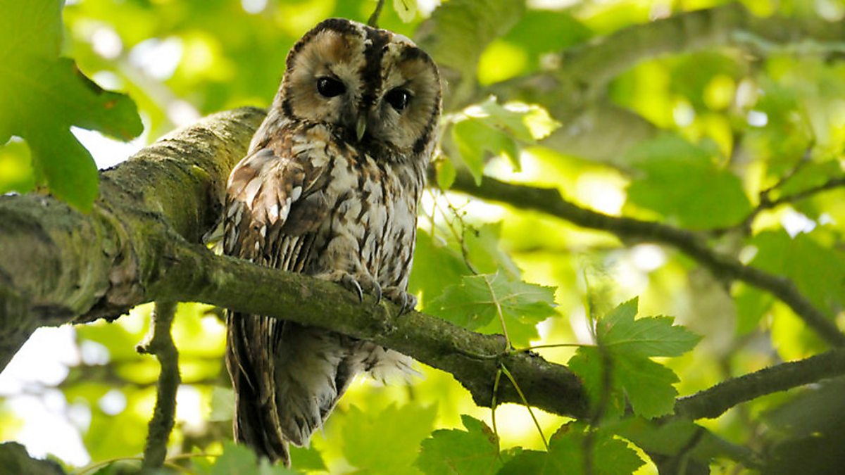 BBC Radio 4 - Tweet of the Day, Tawny Owl, Tawny Owl