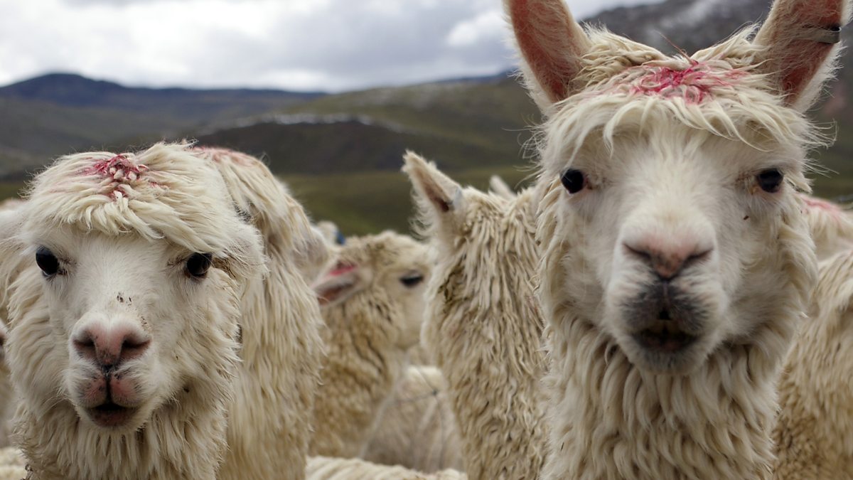 BBC Two - Peruvian Suri Alpacas - Wild Shepherdess with Kate Humble ...
