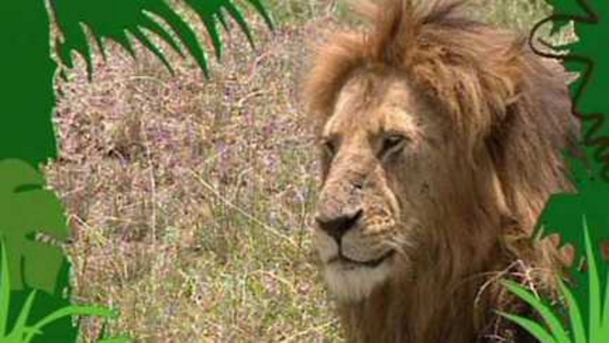 CBeebies - Little Big Cat, Lion Factfile