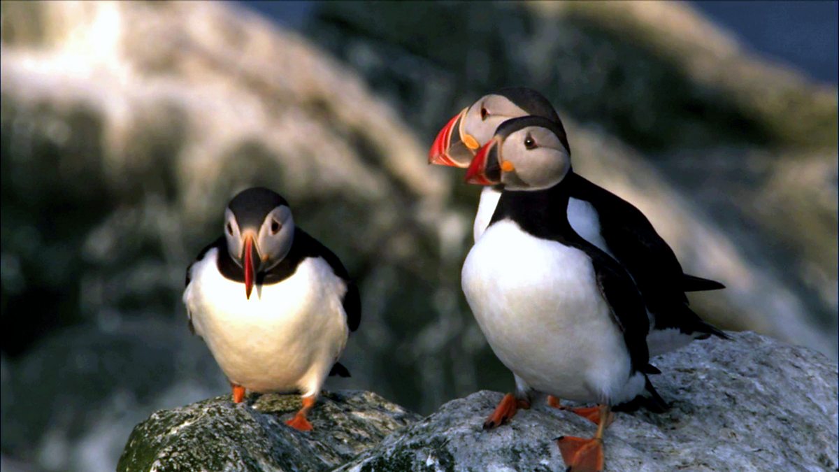 BBC Scotland - Hebrides - Islands on the Edge, Episode 3, Puffins in ...