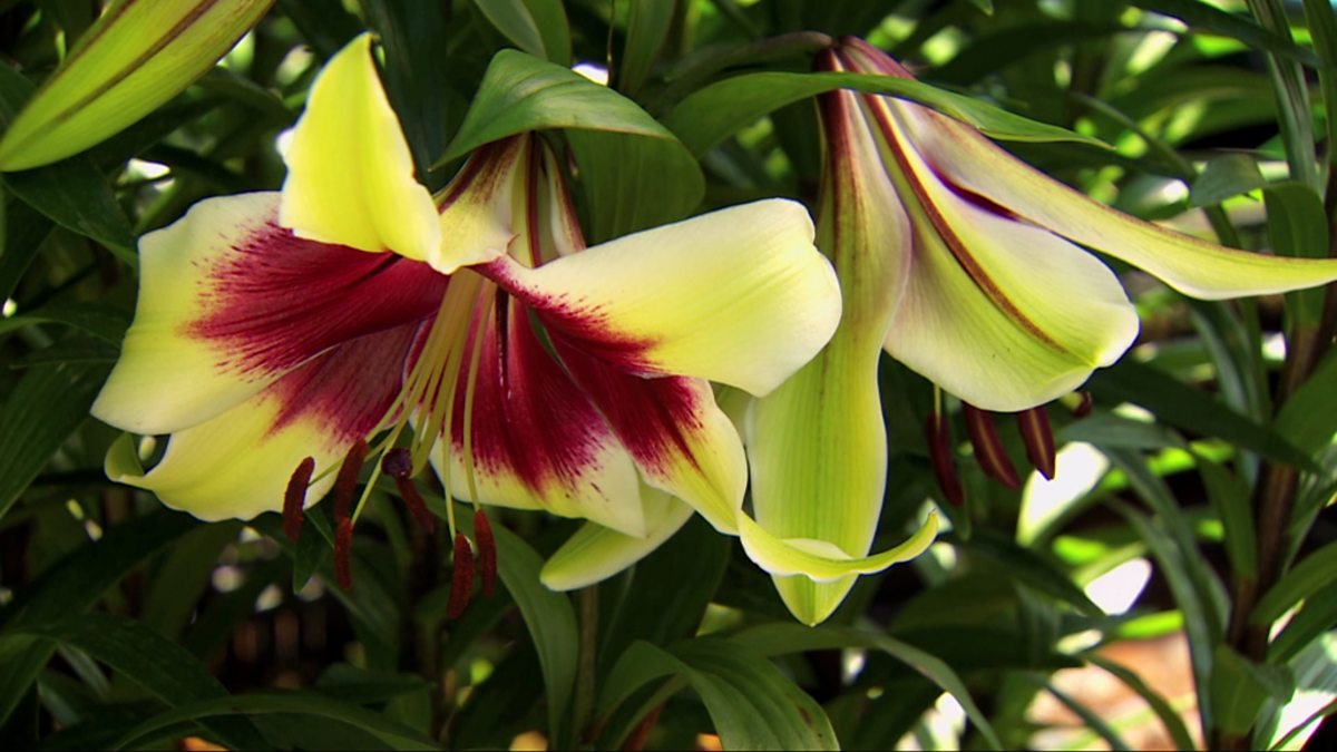 BBC Two - RHS Chelsea Flower Show, 2013, Episode 8, The secrets of ...