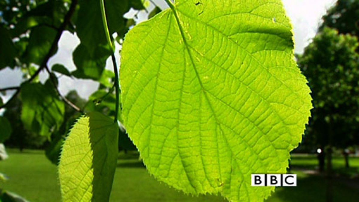 CBBC - KS3 Curriculum Bites, Want 2Tlk Science, Respiration and ...