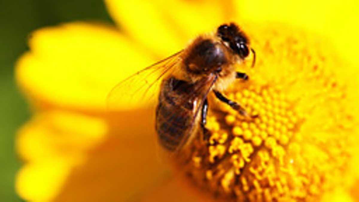 BBC World Service - Discovery, On the Trail of the American Honeybee 1/2