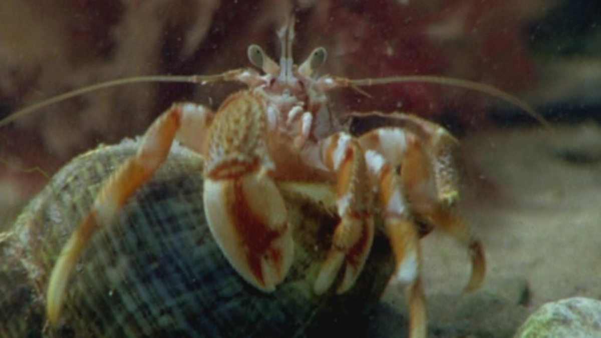 BBC Two - Rock Pool Survivors, Homely hermit crabs