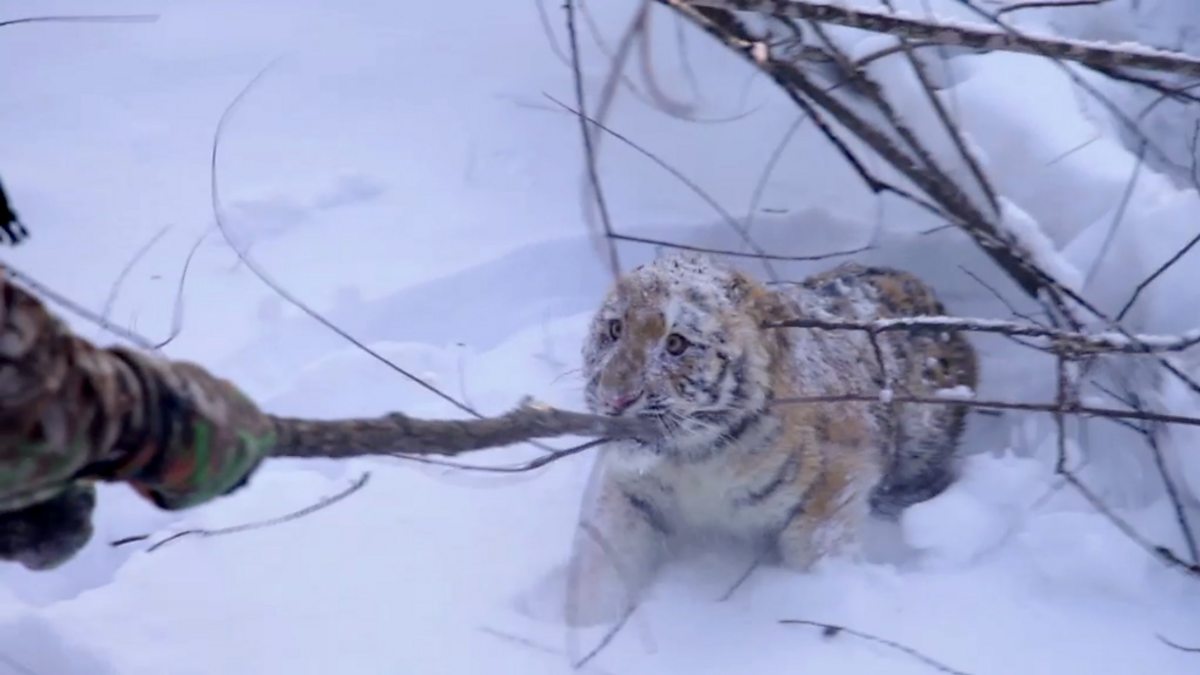BBC Two - Operation Snow Tiger, Episode 1, A race for survival
