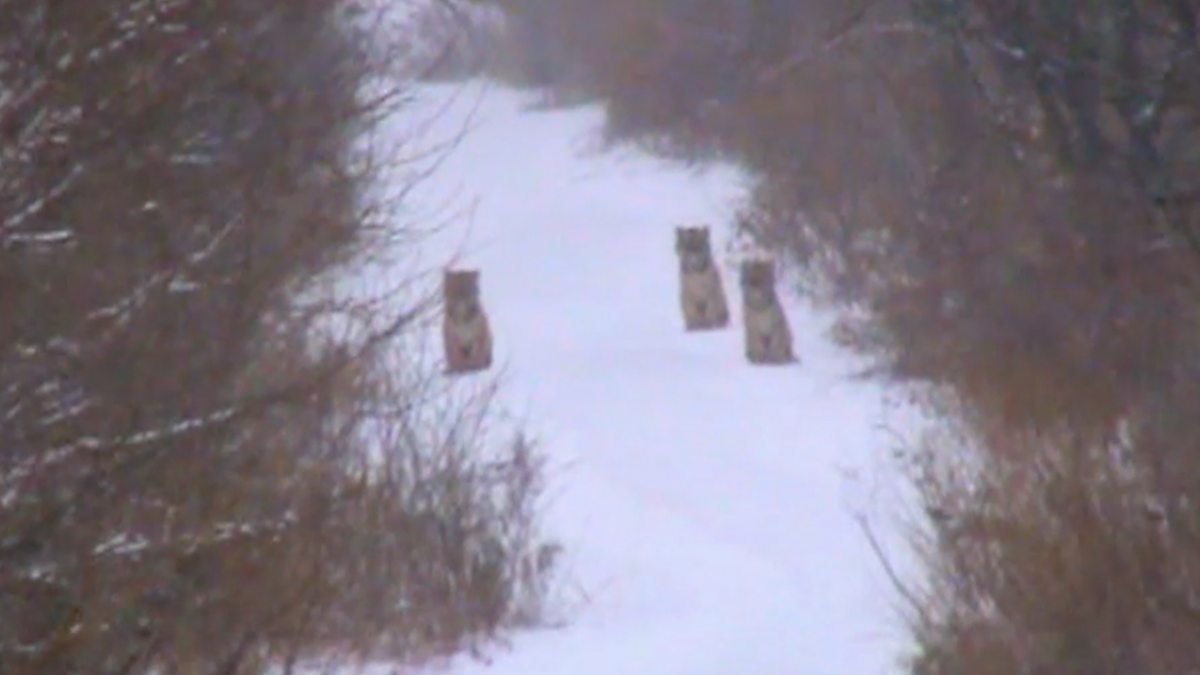 BBC Two - Operation Snow Tiger, Episode 1, The team start a rescue