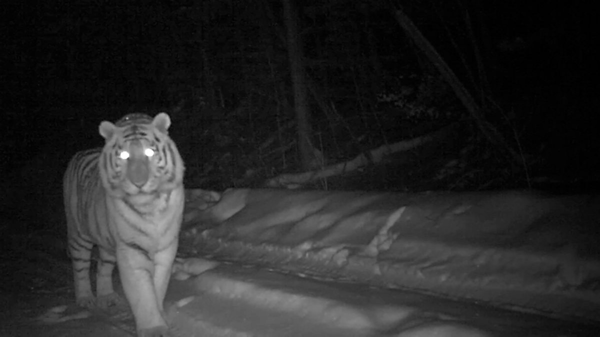 BBC Two - Operation Snow Tiger, Episode 1, Camera traps at night