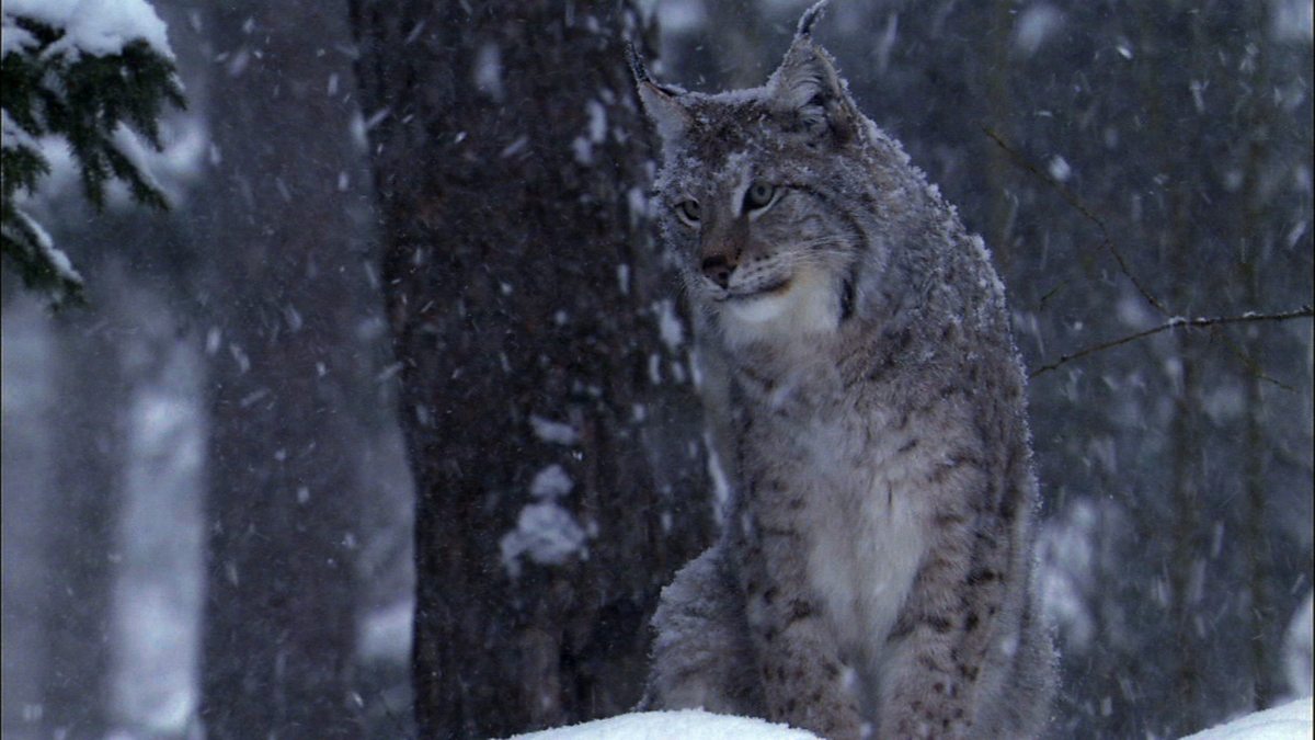 BBC Two - Wonders of Nature, Cold - Temperature/Adapting, Animals ...