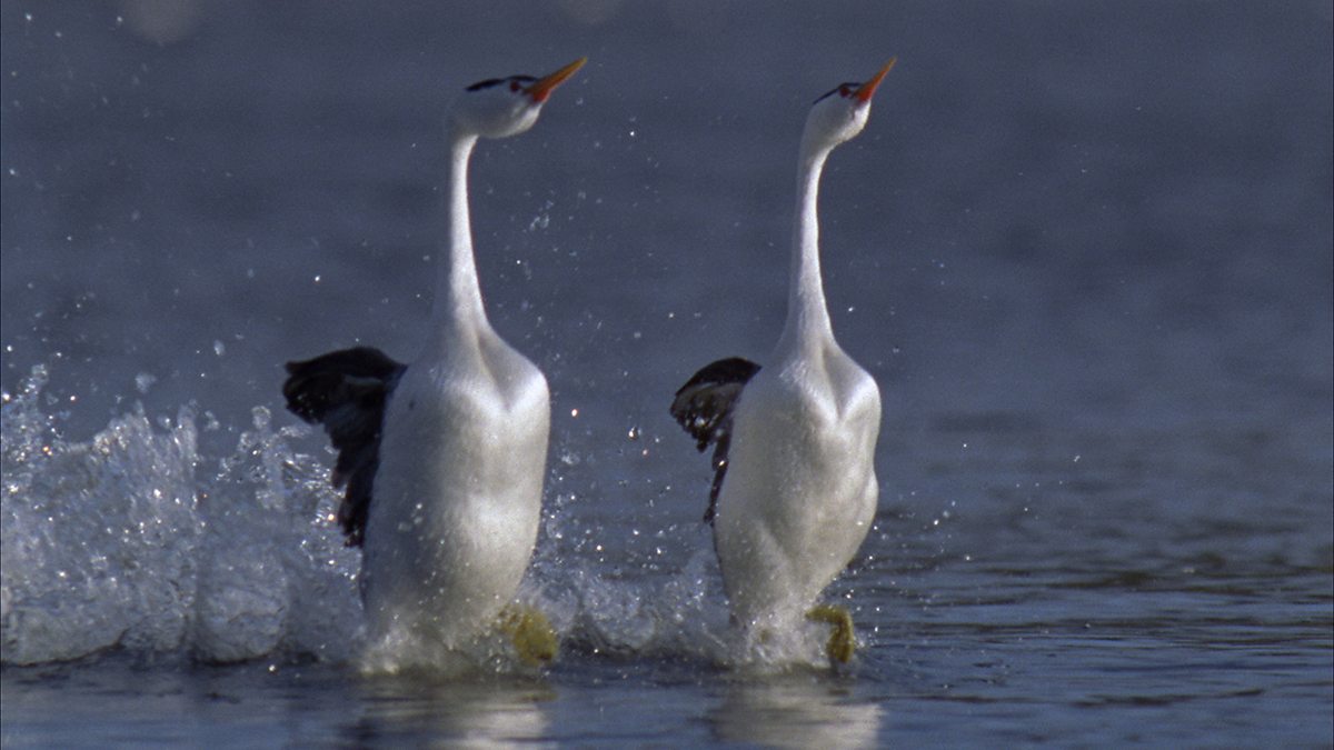 BBC Two - Wonders of Nature, Superpower - Just Imagine if..., Animal ...