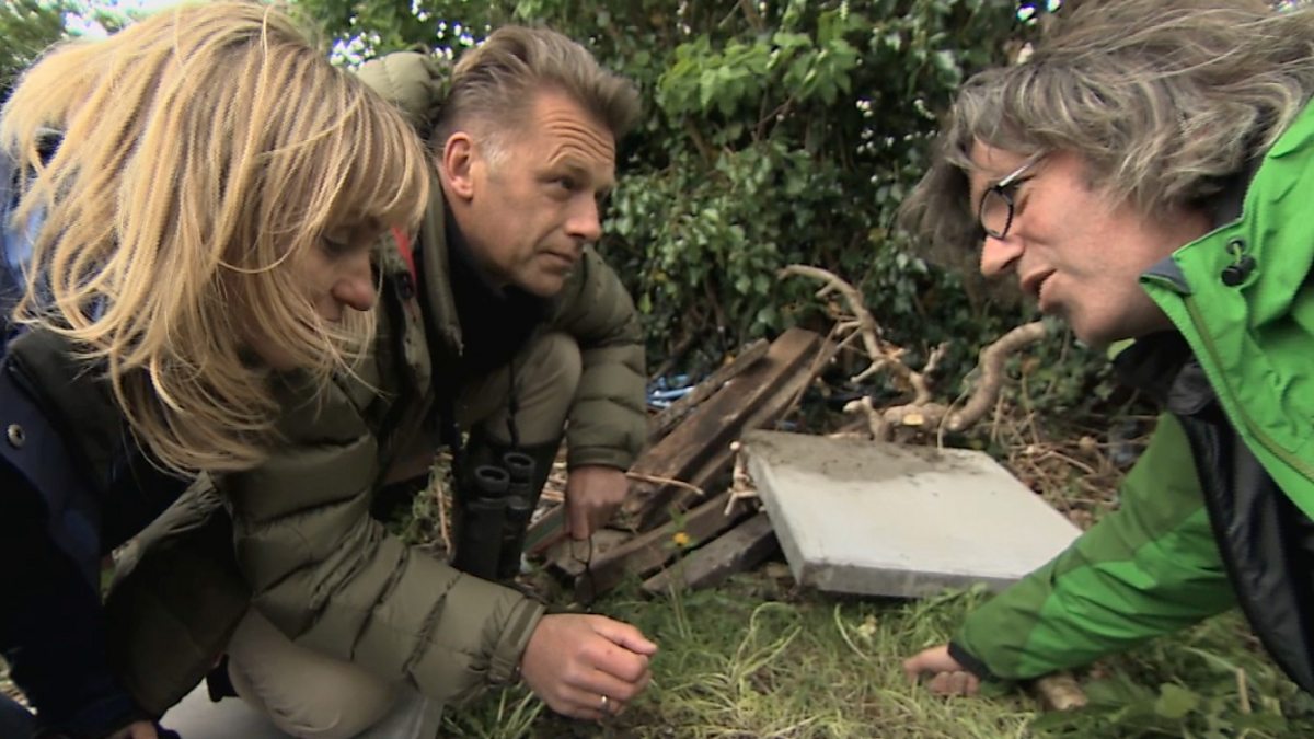 BBC Two - Springwatch, 2013, Episode 4, Bioblitzing