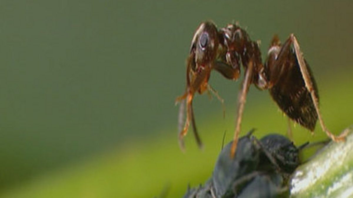 CBeebies - Green Balloon Club, Ant Spots