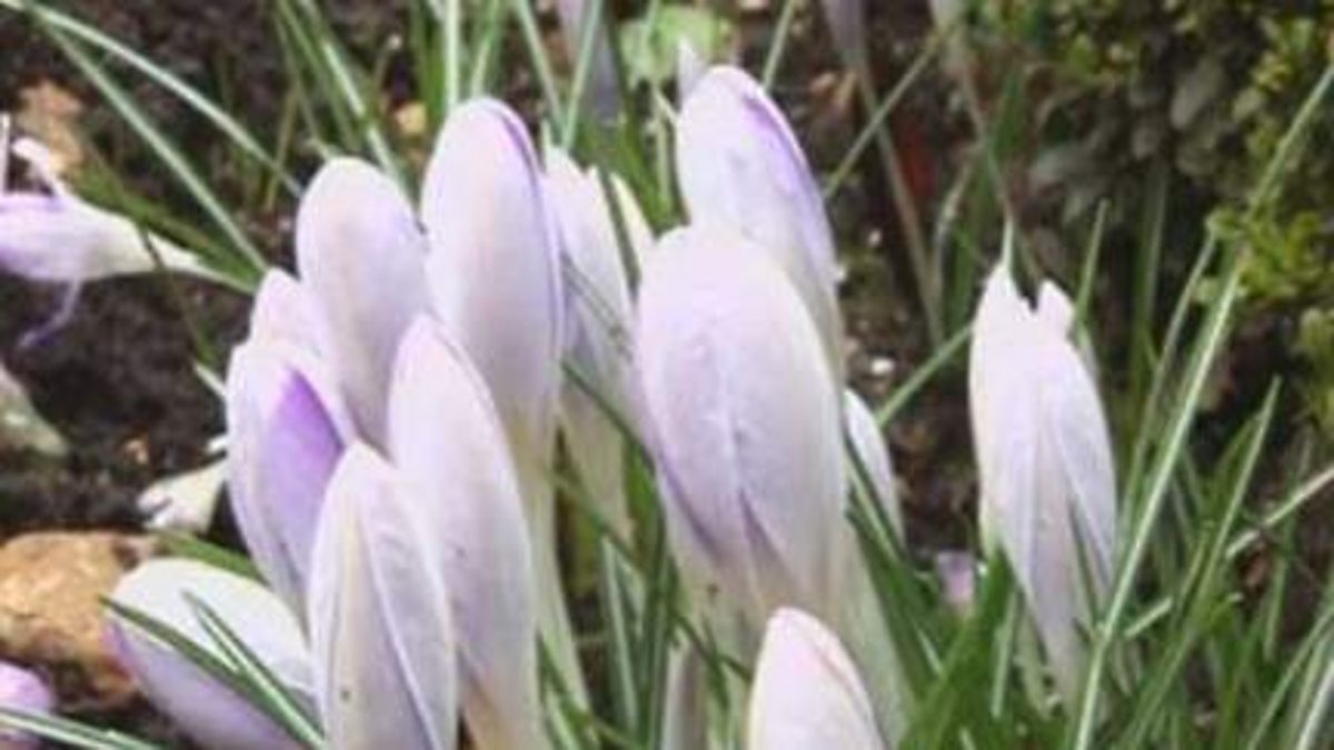 CBeebies - Green Balloon Club, Crocus Spot
