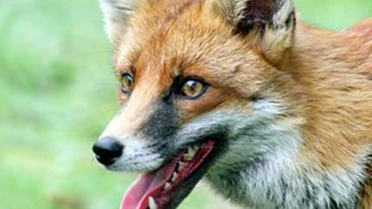 CBeebies - Green Balloon Club, Fox Spot