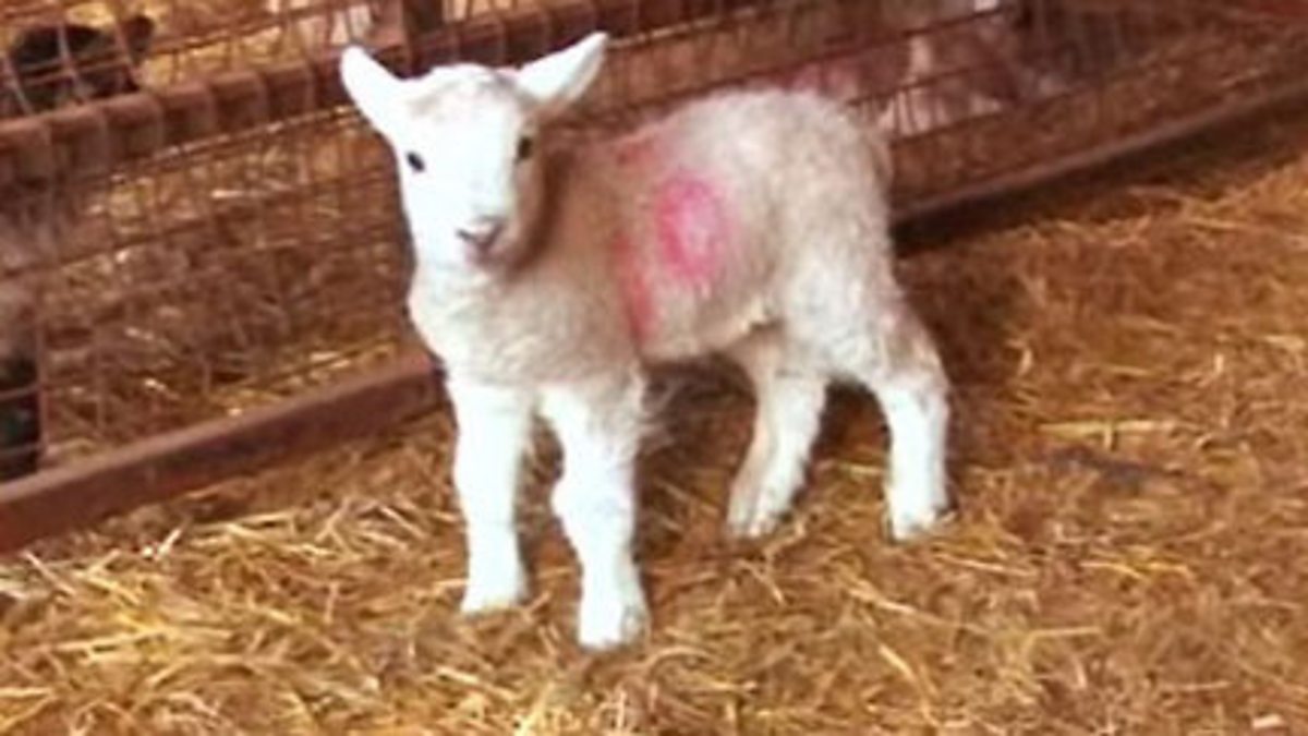 CBeebies - Green Balloon Club, Lamb Spot