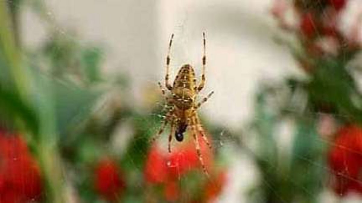 CBeebies - Green Balloon Club, Spider Spot