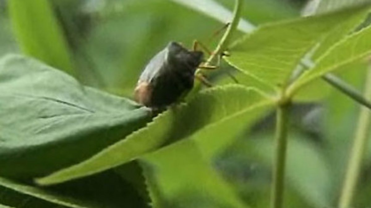 CBeebies - Green Balloon Club, Shield Bug Spot