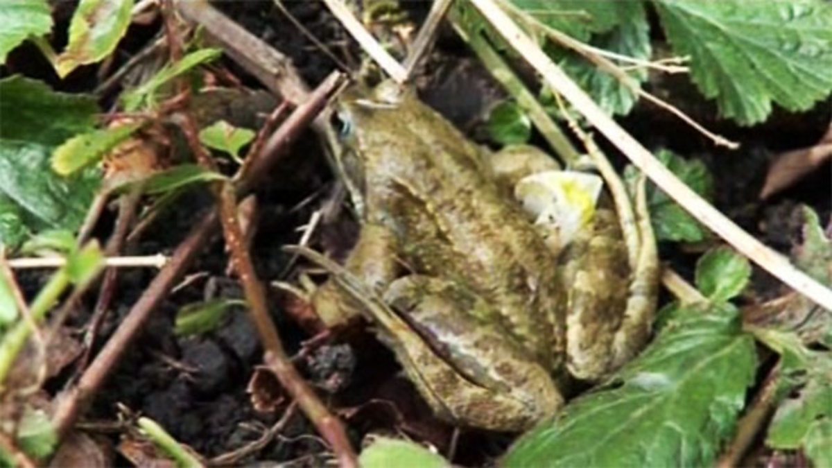 CBeebies - Green Balloon Club, Frog Report